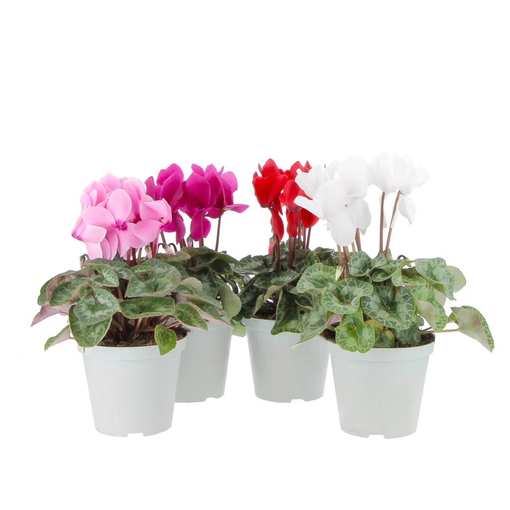 Set di 4 Ciclamini - Natura che Cura | Prodotti per il Tuo Equilibrio